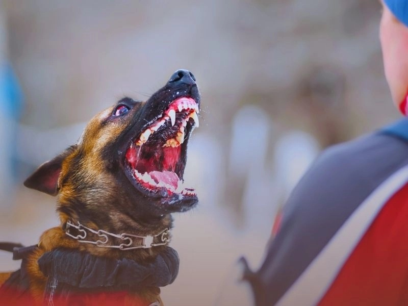 Who Let the Dogs Out? Determining Liability When Dangerous Dogs Attack ...